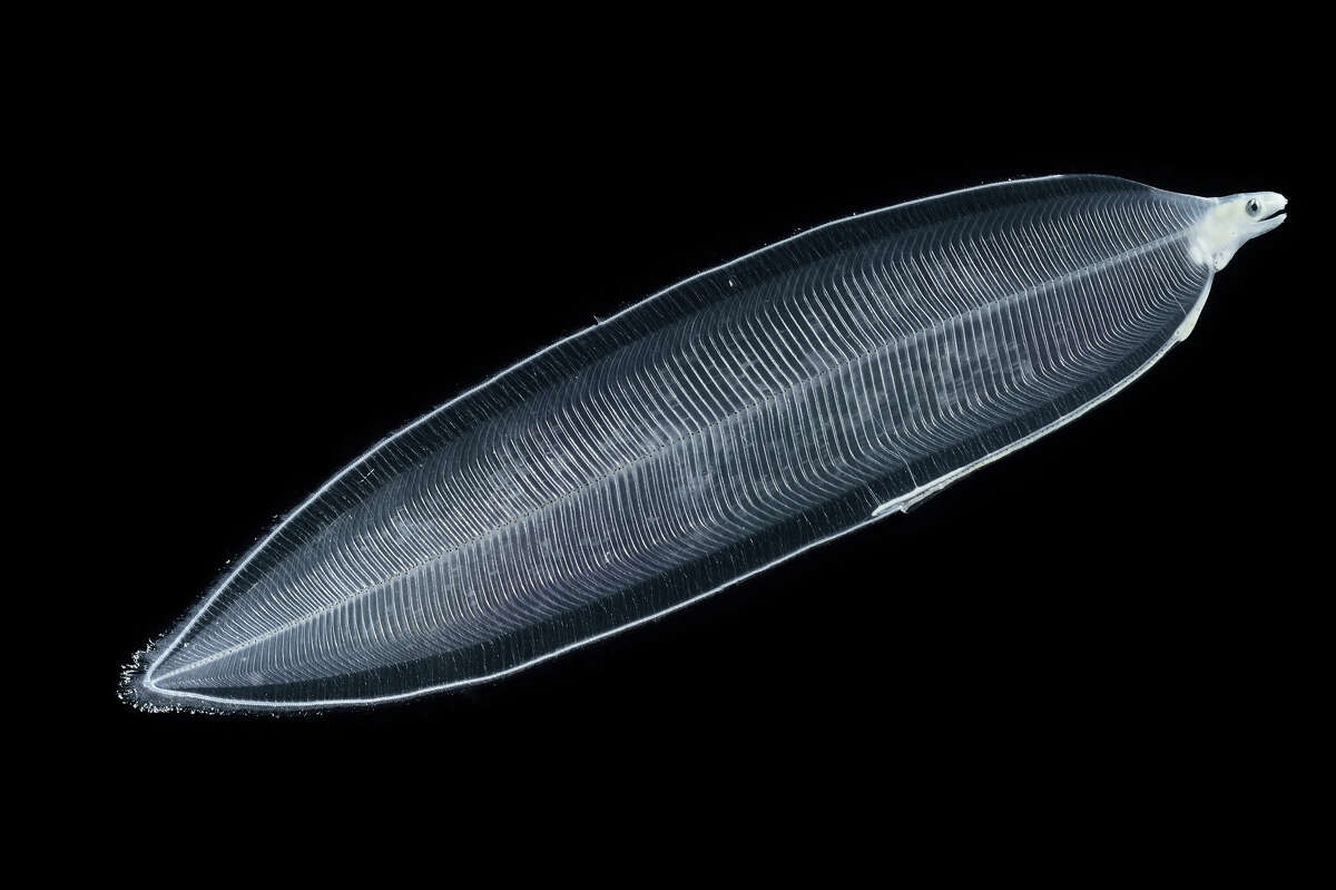 Photographer's haunting deep-sea images reveal rare, odd creatures