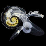 Photographer's haunting deep-sea images reveal rare, odd creatures - SFGate