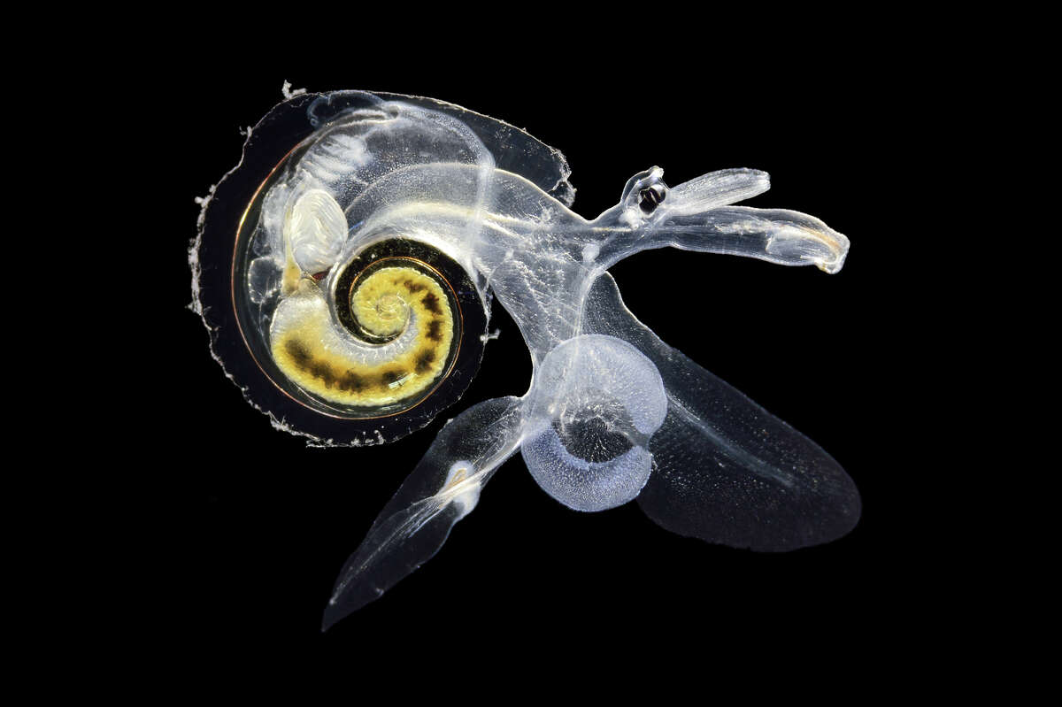 Photographer's haunting deep-sea images reveal rare, odd creatures