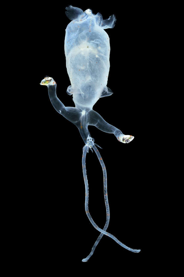 Photographer's haunting deep-sea images reveal rare, odd creatures - SFGate