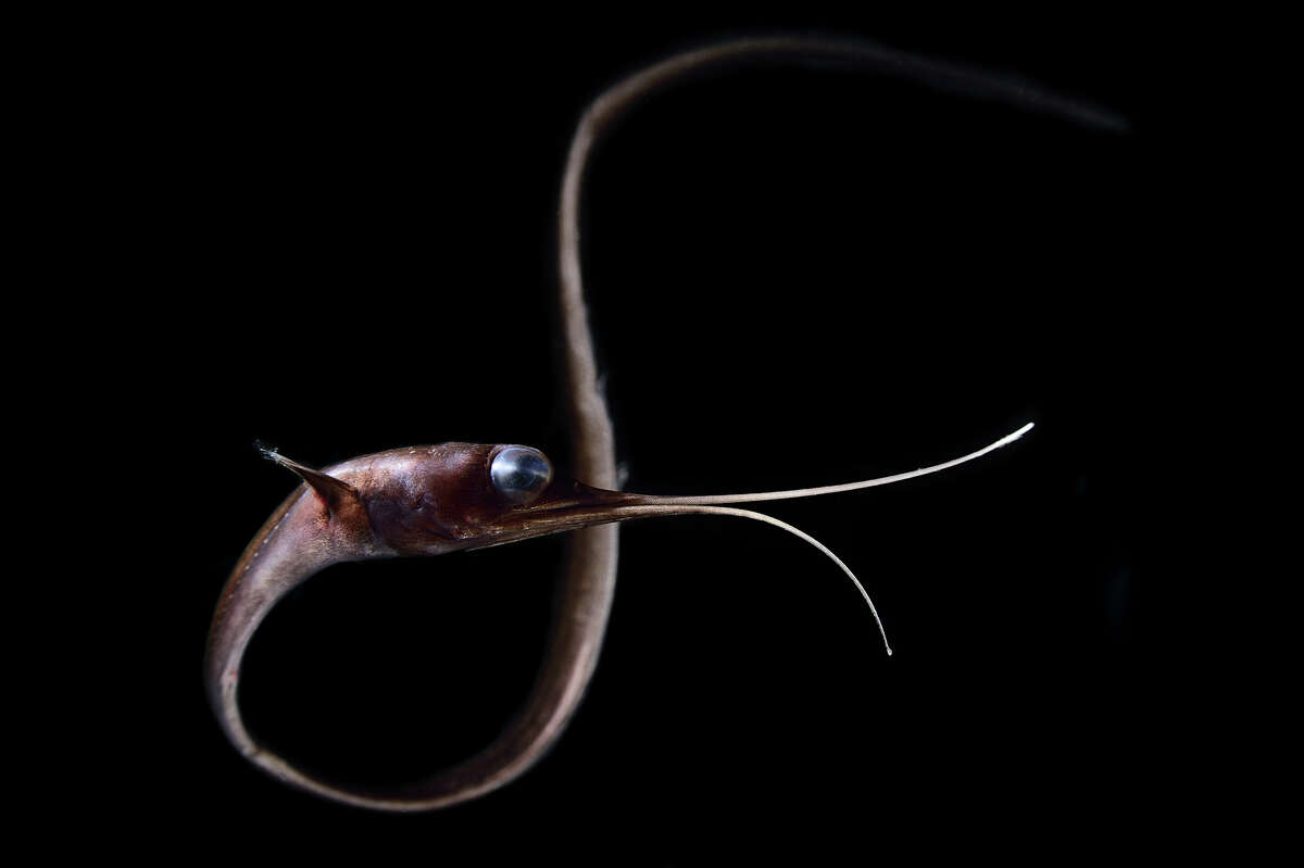 Photographer's haunting deep-sea images reveal rare, odd creatures