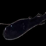 Photographer's haunting deep-sea images reveal rare, odd creatures - SFGate