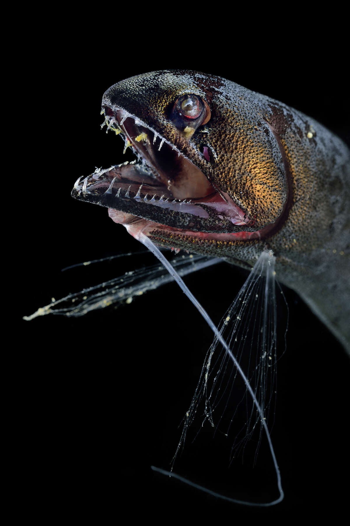 Photographer's haunting deep-sea images reveal rare, odd creatures