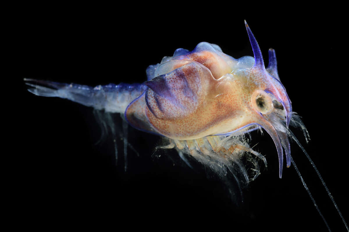 Photographer's haunting deep-sea images reveal rare, odd creatures