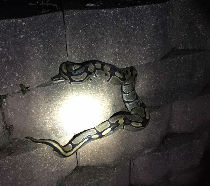 Arlington cop rescues 4-foot ball python outside Toys "R" Us