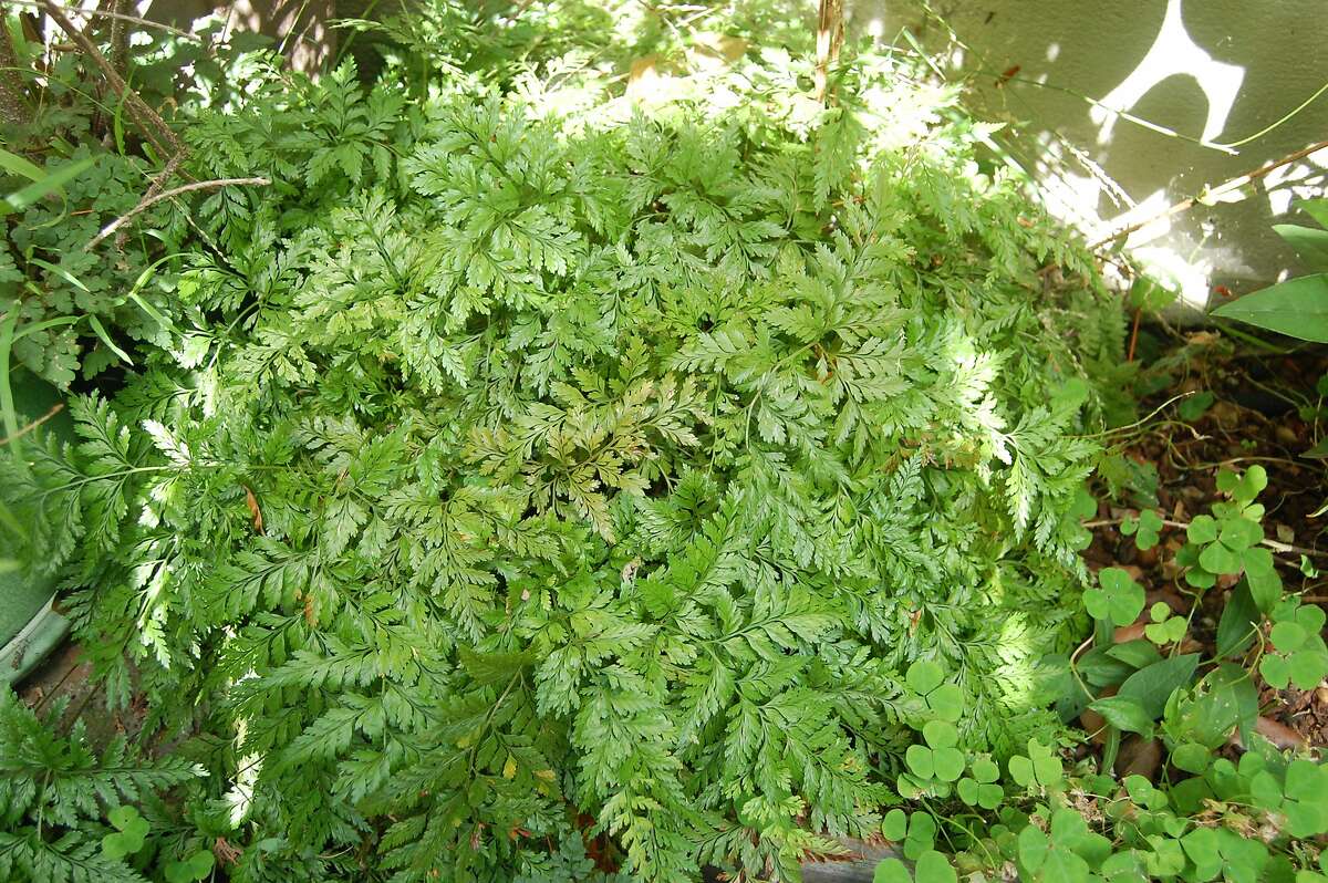 Davallia ferns creep into winter garden on little furry feet