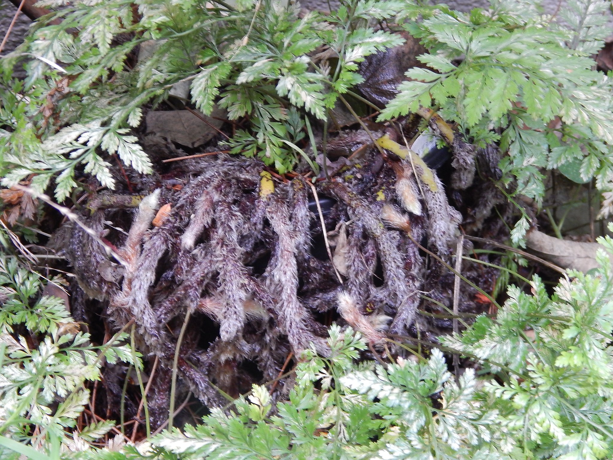 Davallia ferns creep into winter garden on little furry feet