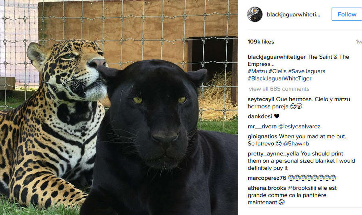 What happens to lions and tigers when their cartel owners get raided?