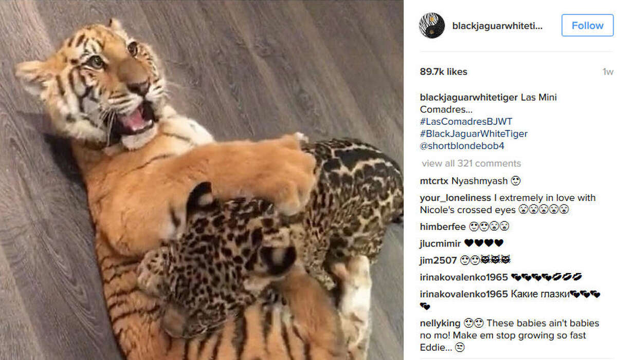 What happens to lions and tigers when their cartel owners get raided?