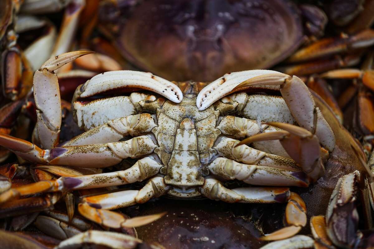 Commercial Dungeness crab season under way in the Bay Area