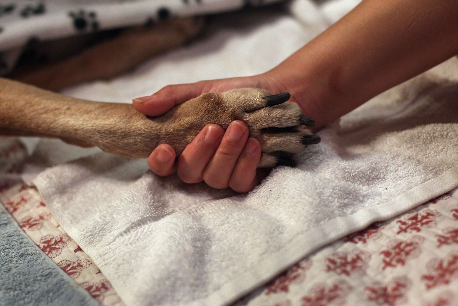 What your dog means when it makes these gestures