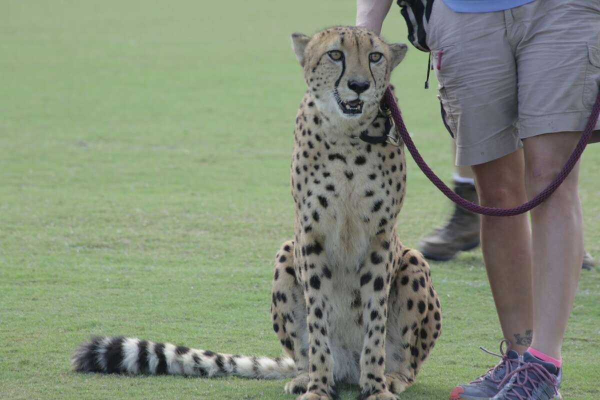 Wild Texas: Which counties have the most exotic animals