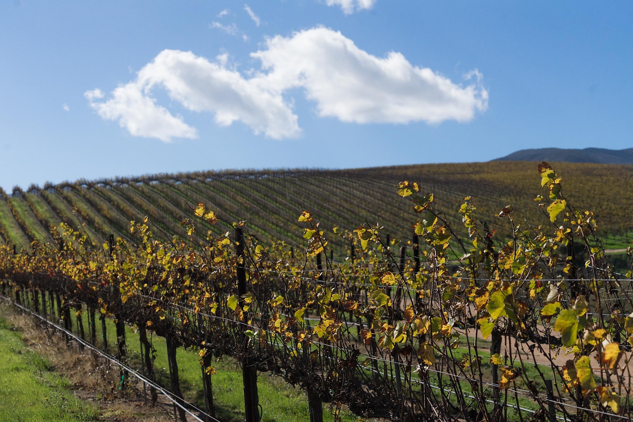 3 families that shaped Monterey wine