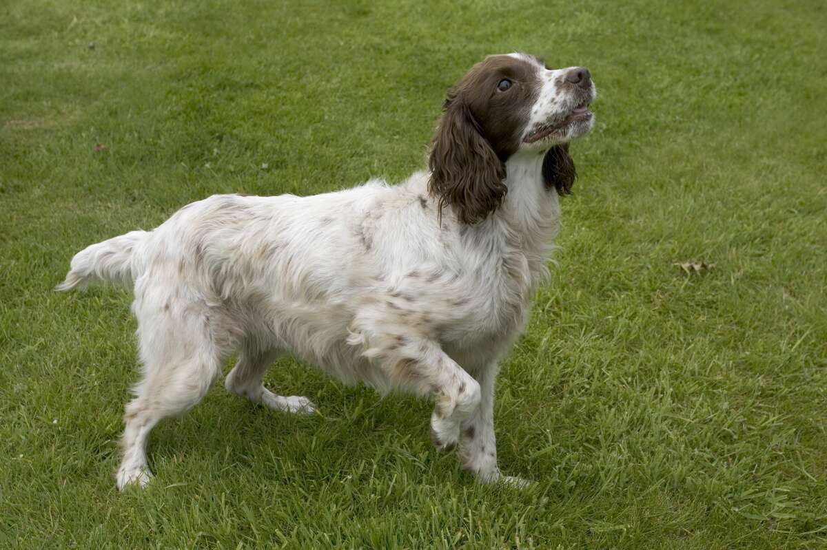 What your dog means when it makes these gestures