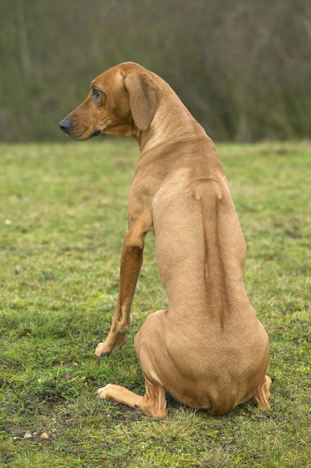 What your dog means when it makes these gestures