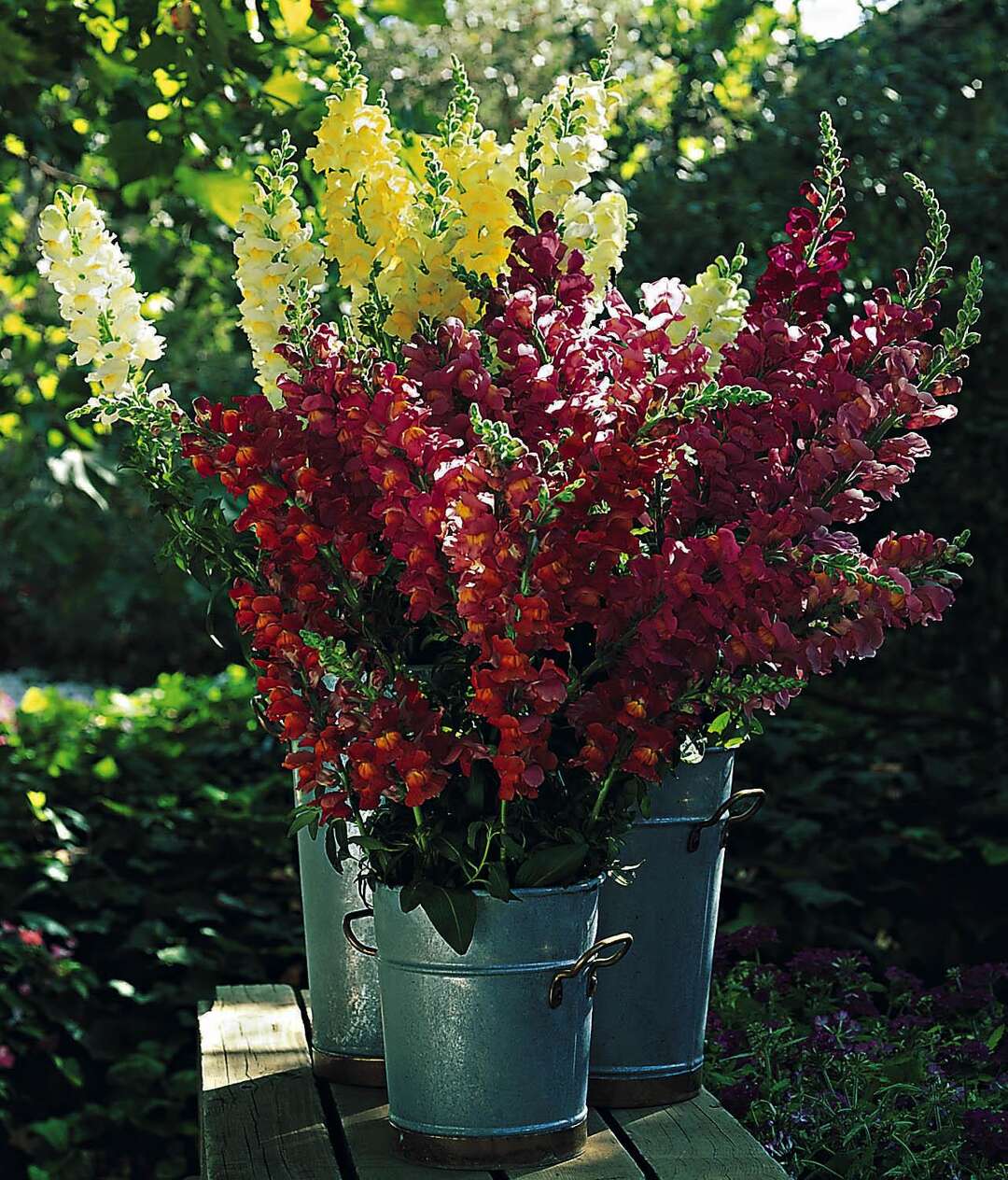 Calvin Finch: Cutting flowers for the landscape