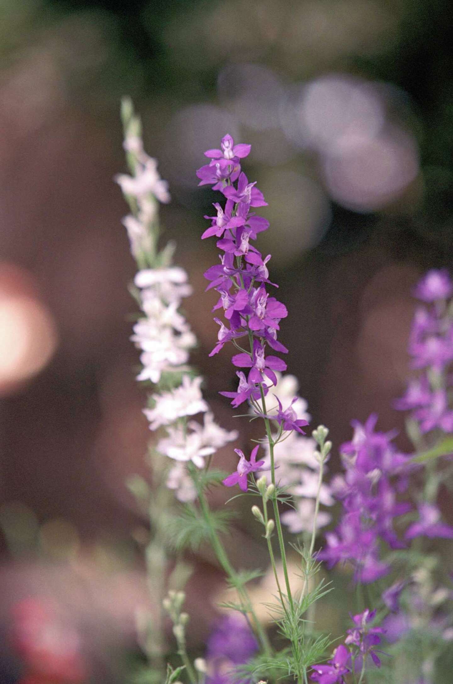 Calvin Finch: Cutting flowers for the landscape