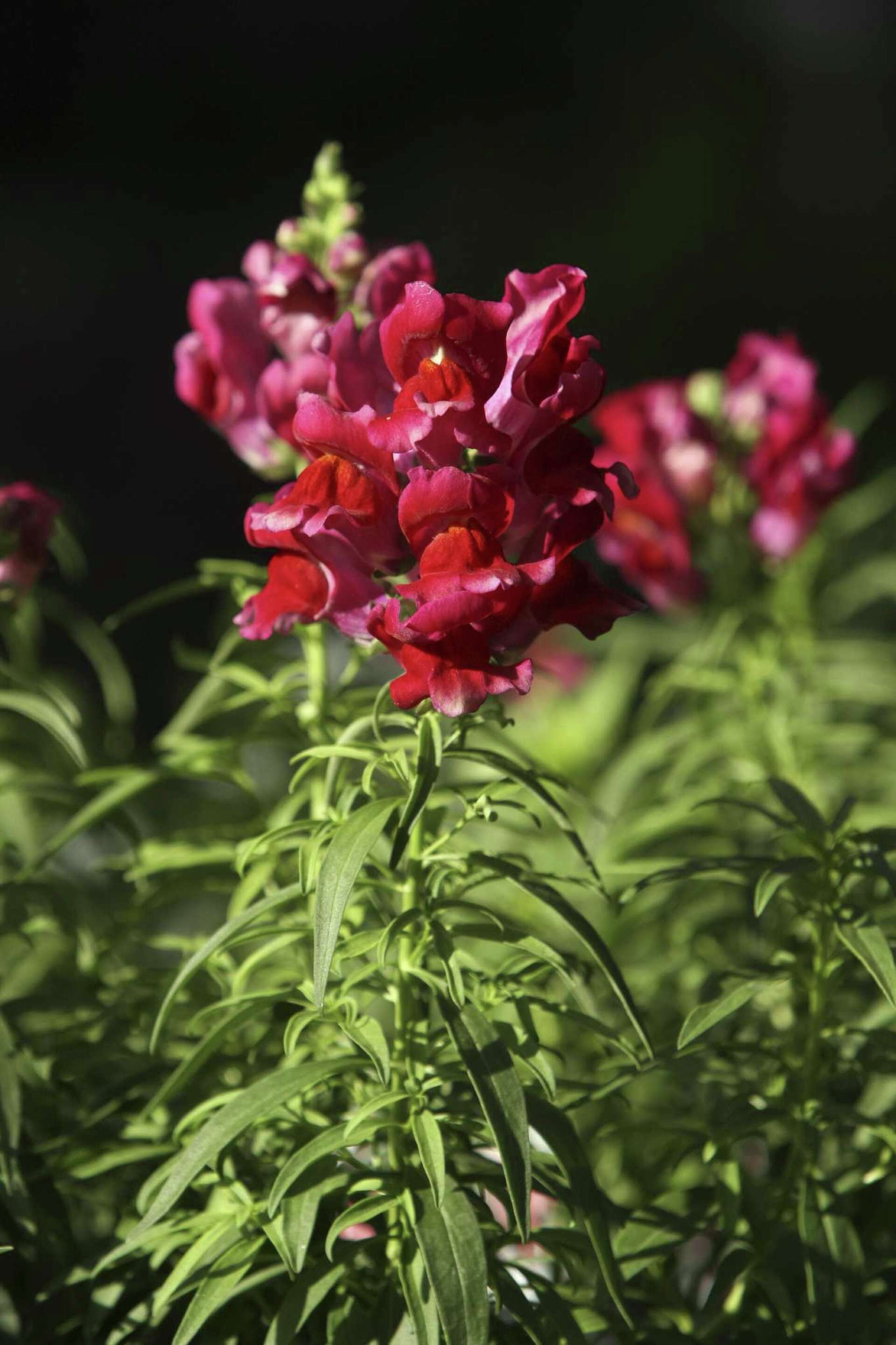 Calvin Finch: Cutting flowers for the landscape
