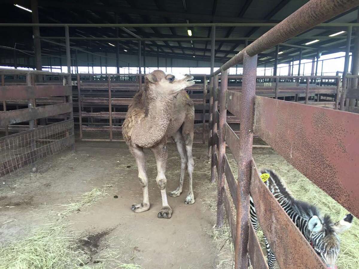 Huntsville exotic animal auction facility offers country escape with a ...