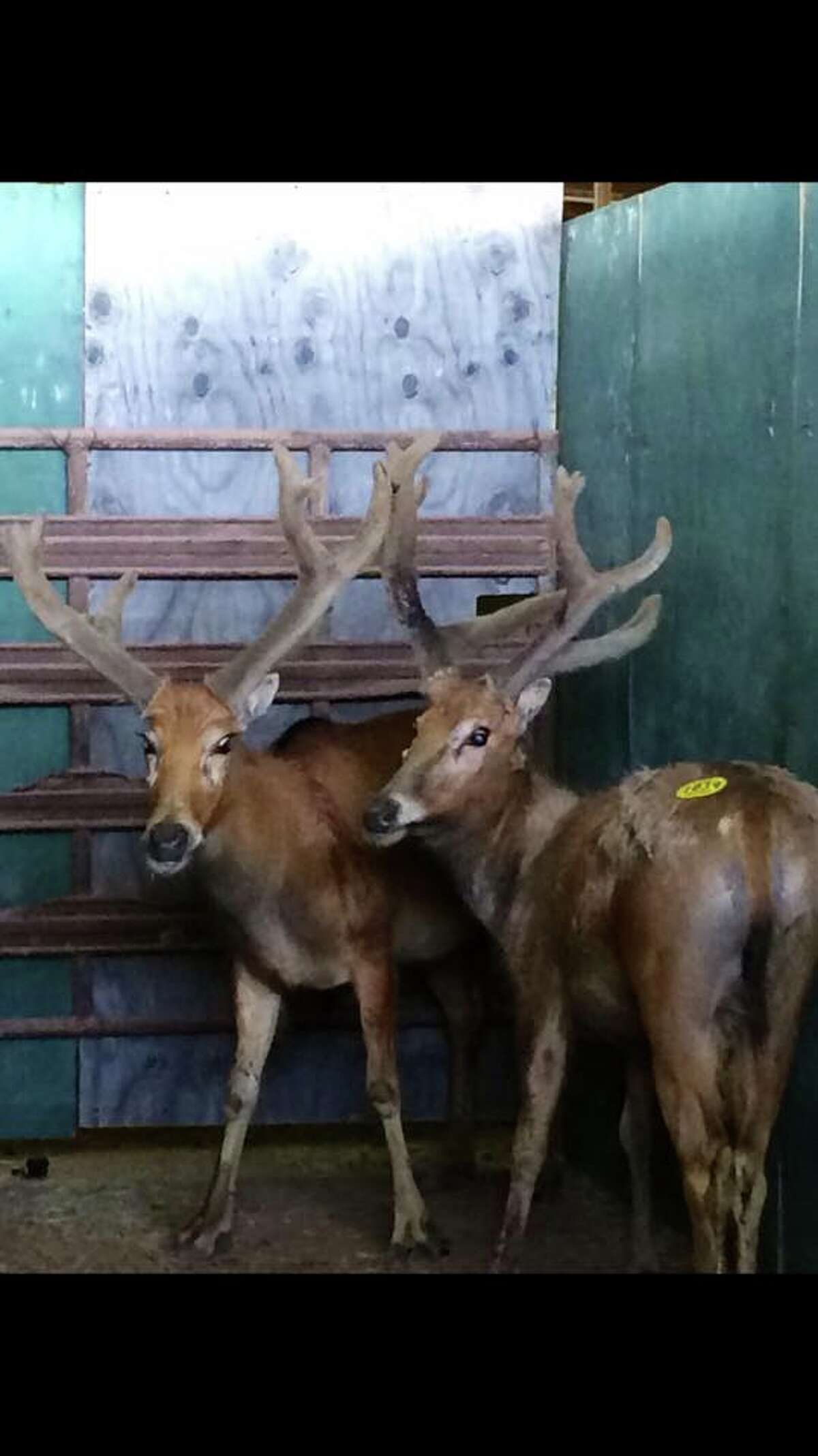 Huntsville exotic animal auction facility offers country escape with a ...