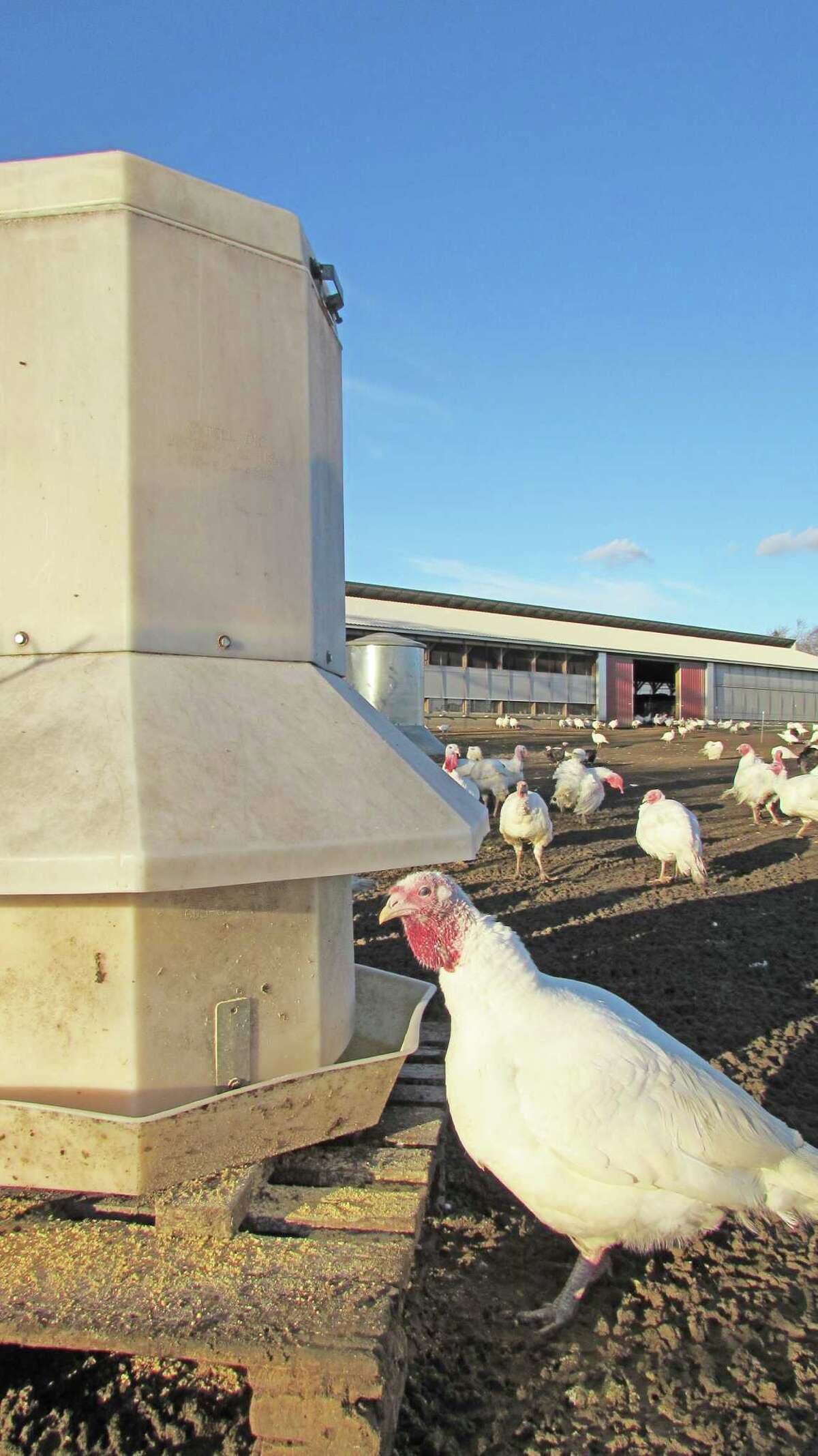 The logistics that put a turkey on your table