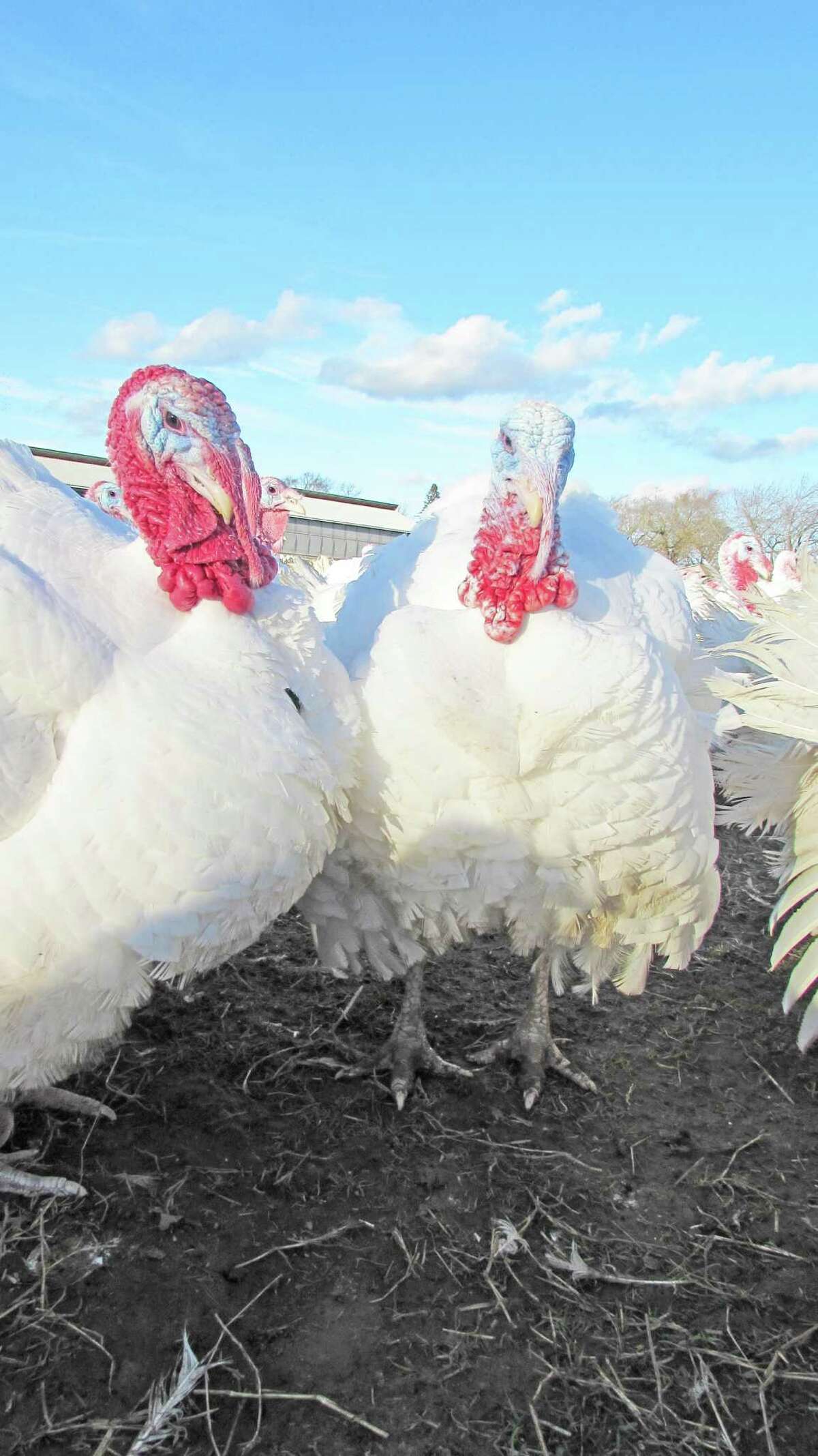 The logistics that put a turkey on your table