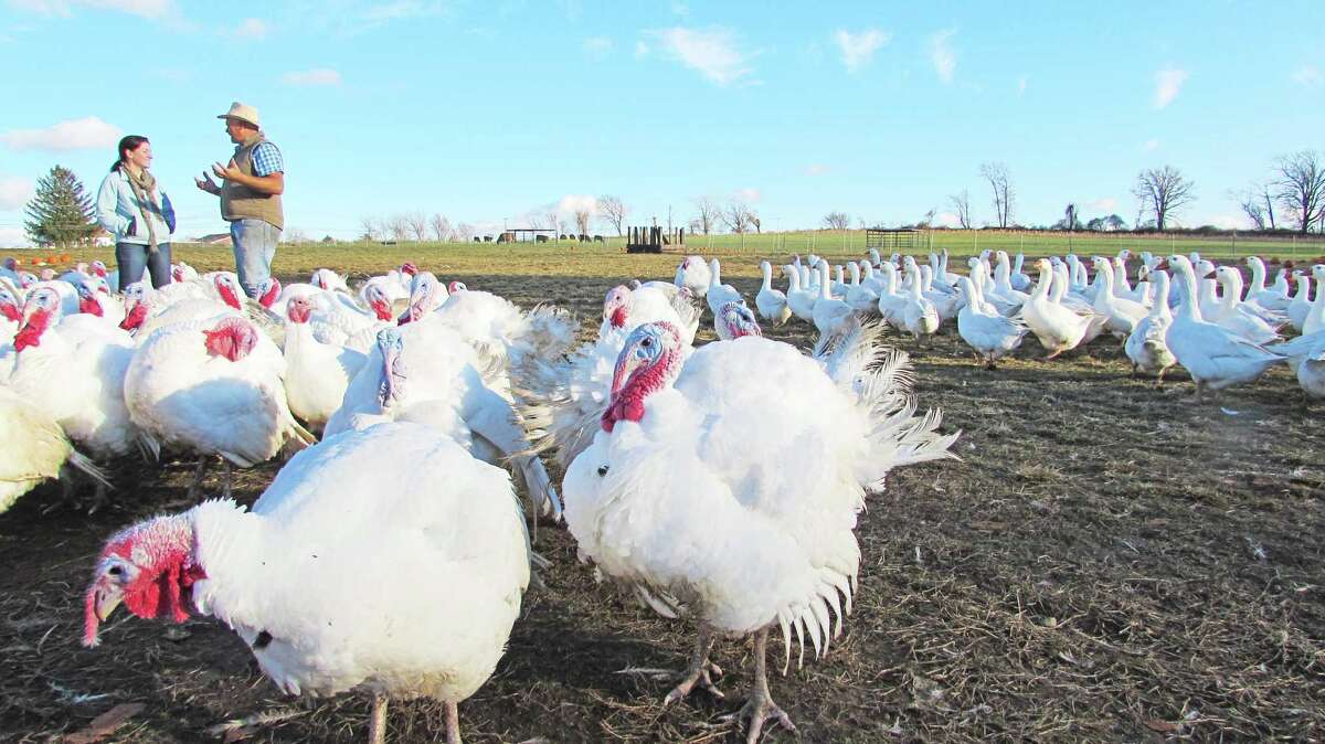 The logistics that put a turkey on your table