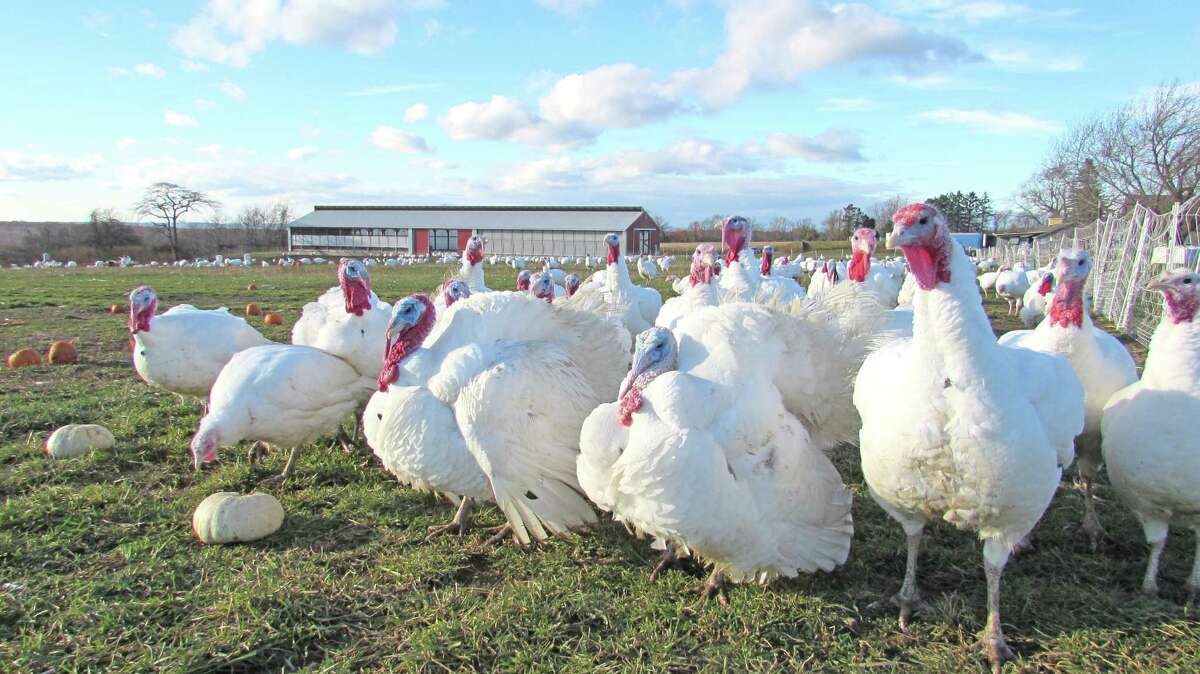 The logistics that put a turkey on your table