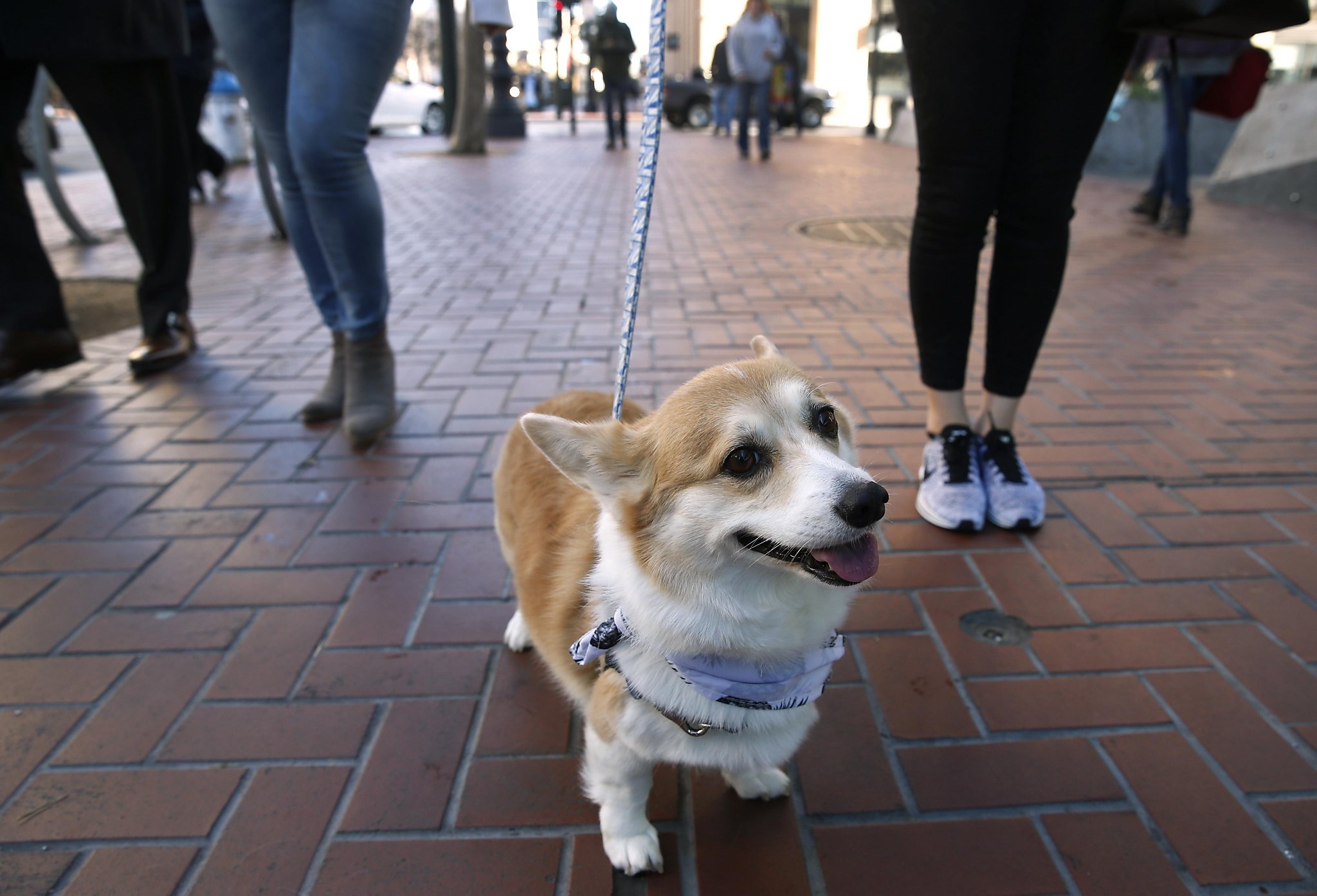 Companies woo animal social media stars