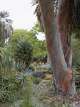 Life lessons in the garden: The story of Ruth Bancroft’s pioneering life