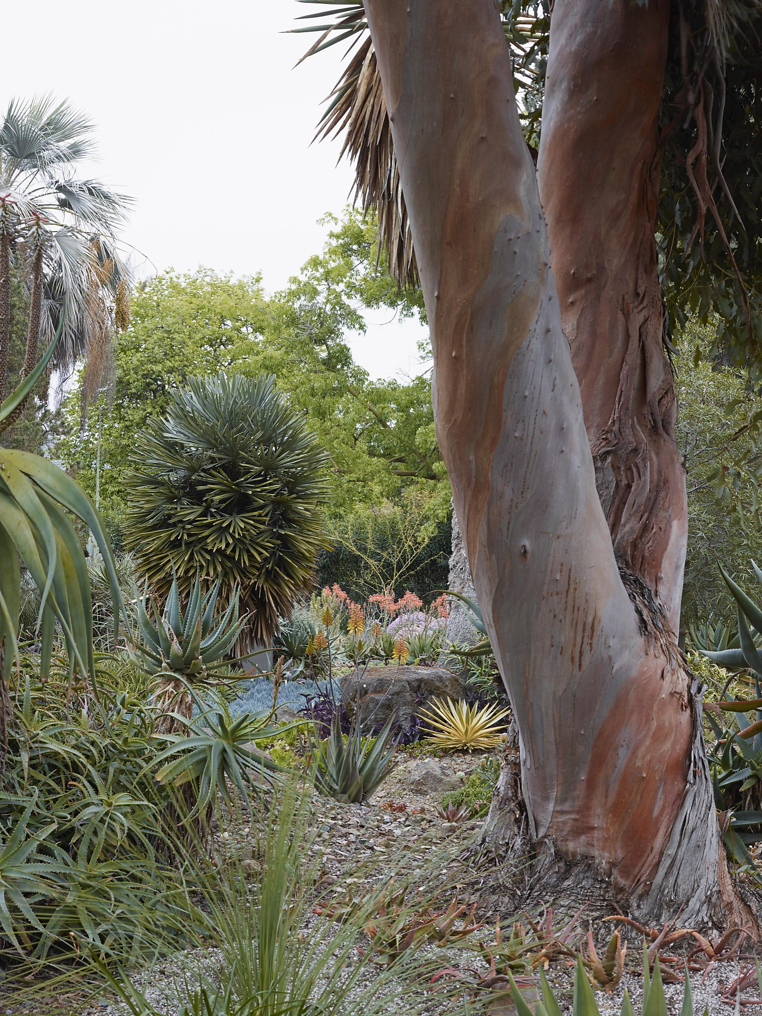 Life lessons in the garden: The story of Ruth Bancroft’s pioneering life