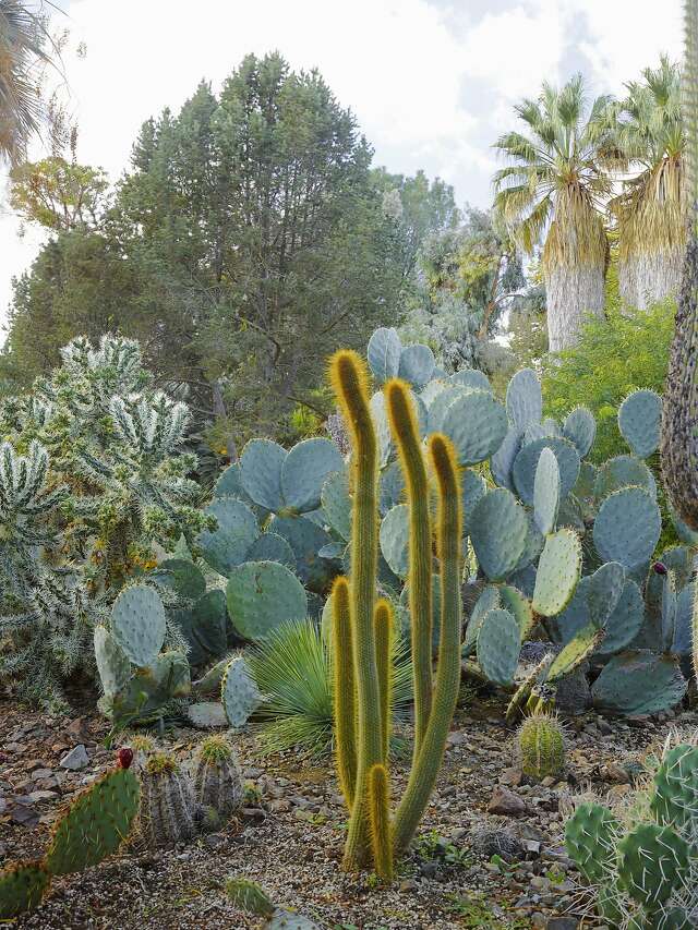 Life lessons in the garden: The story of Ruth Bancroft’s pioneering life