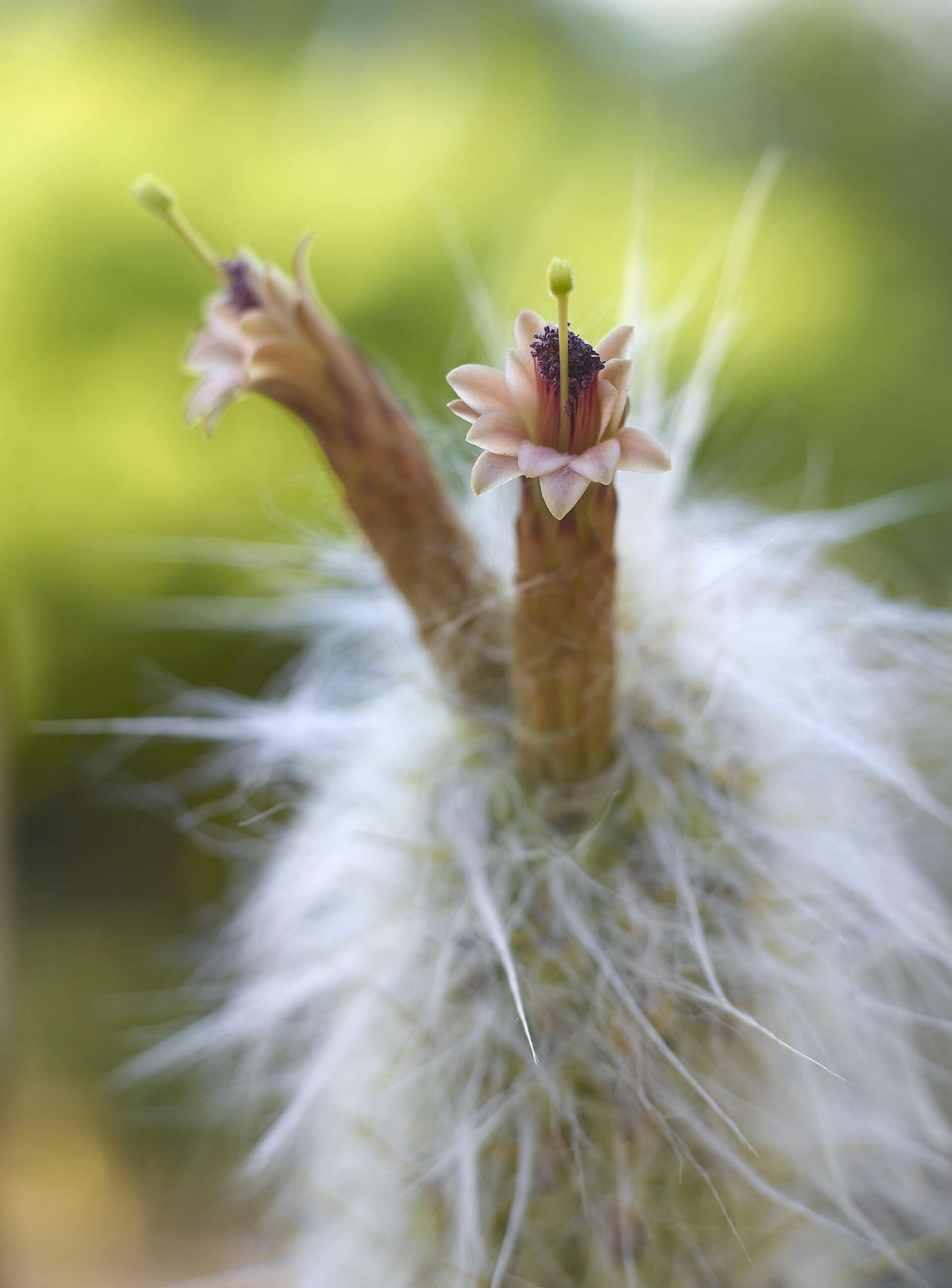 Life lessons in the garden: The story of Ruth Bancroft’s pioneering life