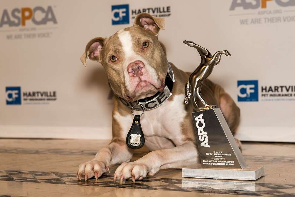 New York's 1st pit bull police dog honored by ASPCA