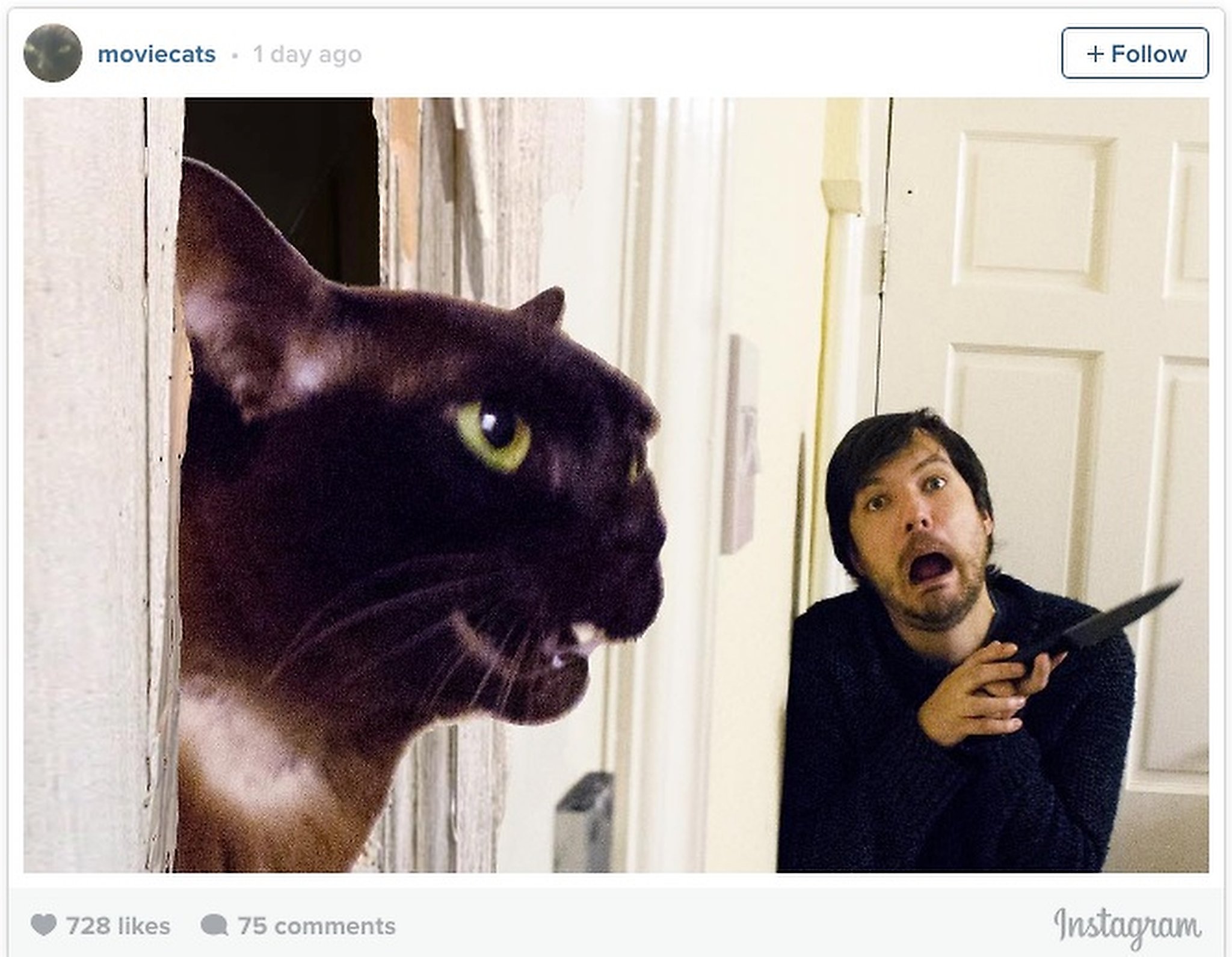 Man, cats re-create famous movie scenes with comical results