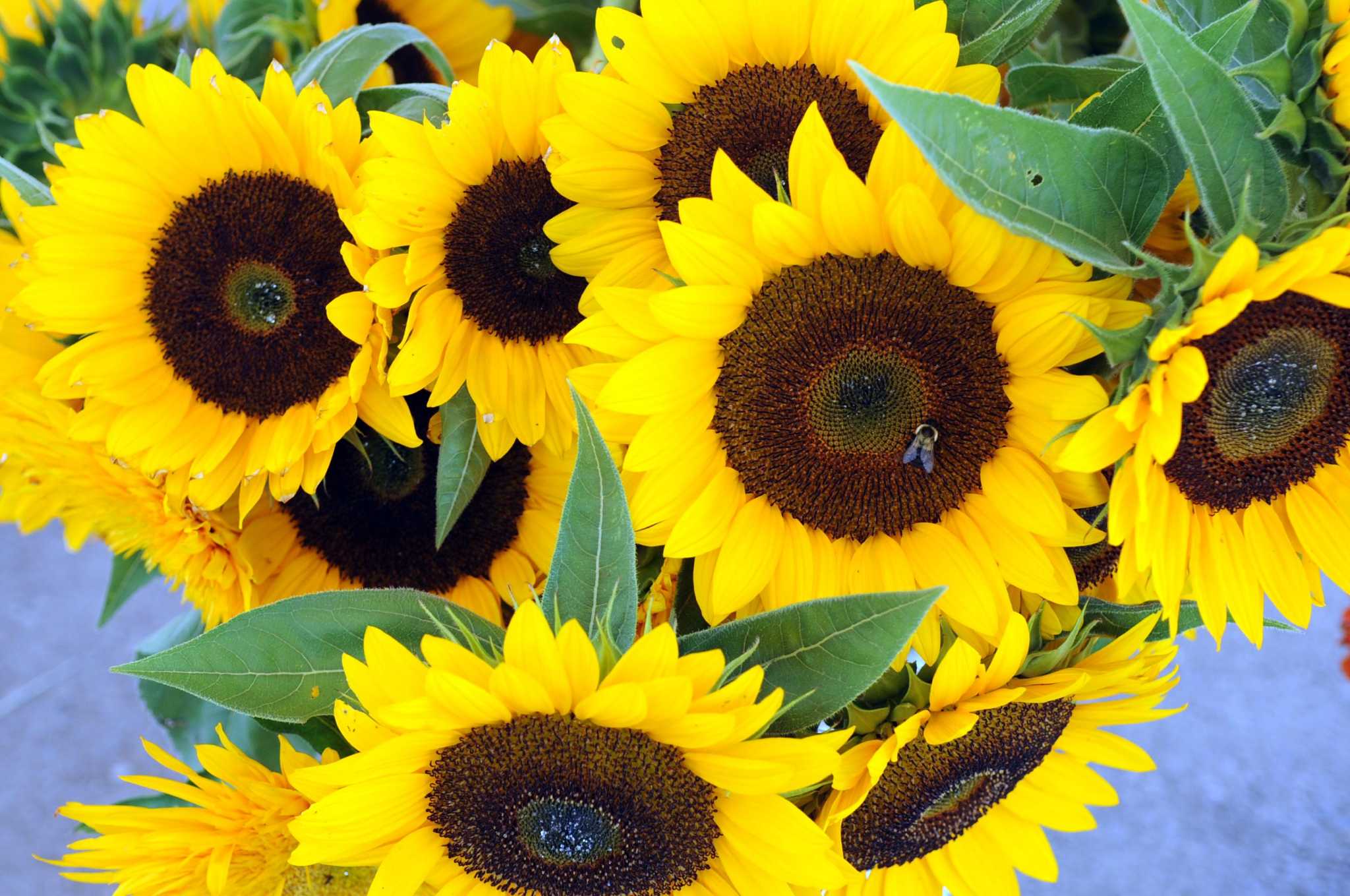 Calvin Finch: Planning a cutting garden