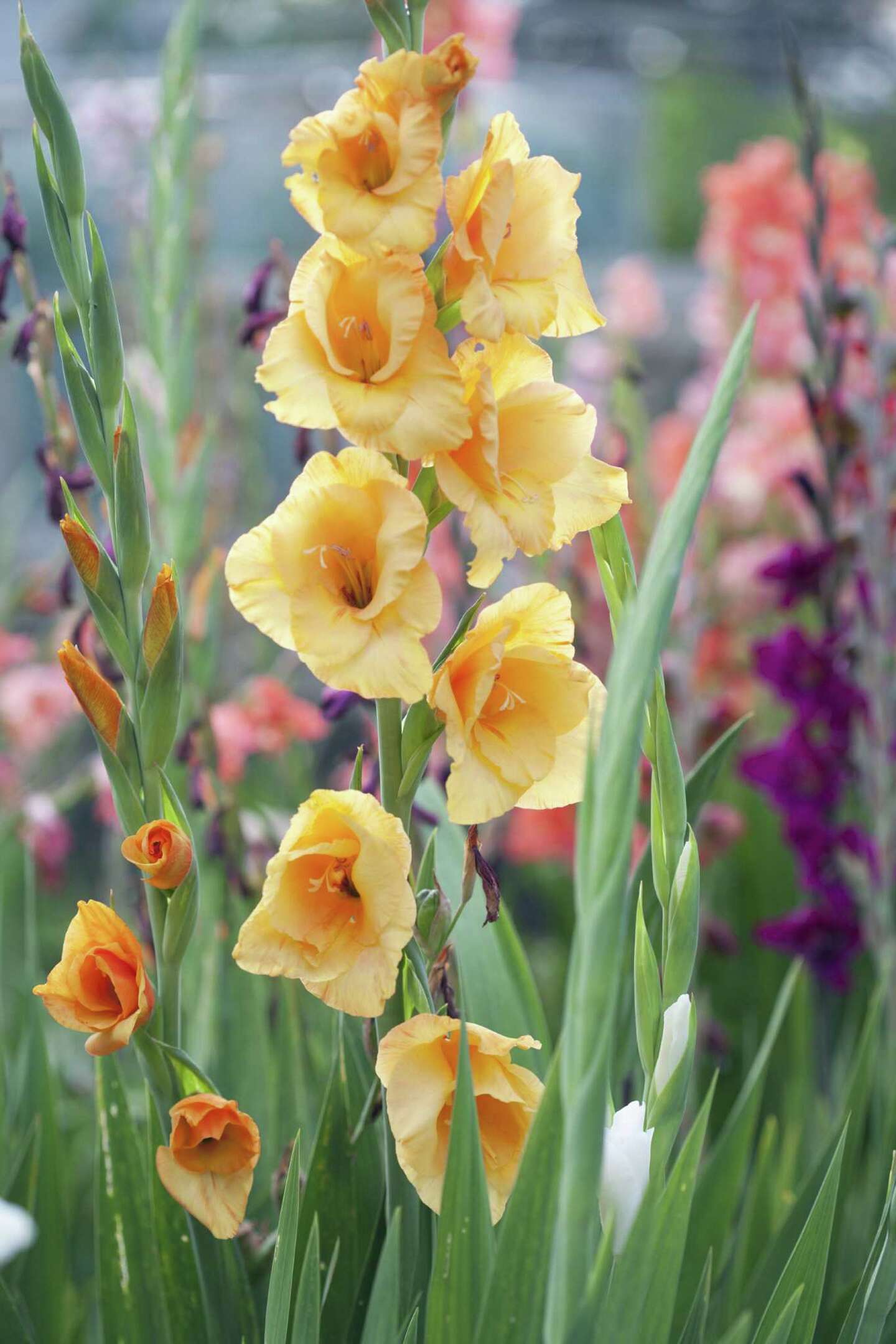 Calvin Finch: Planning a cutting garden