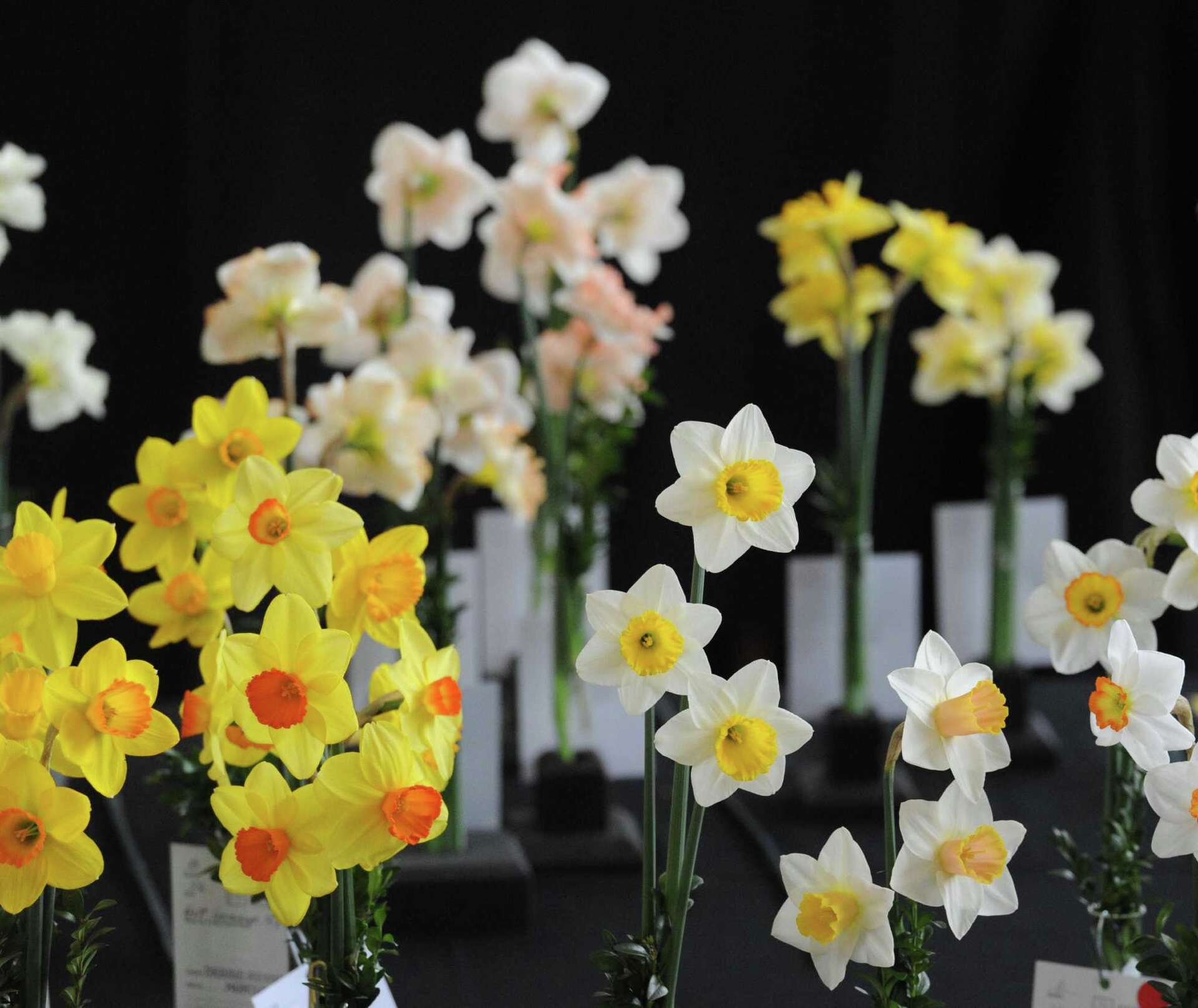 Calvin Finch: Planning a cutting garden