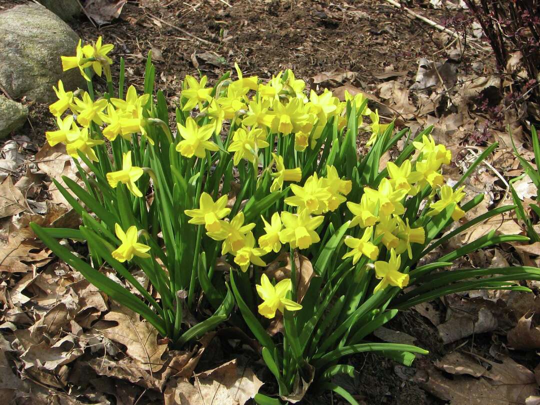 Calvin Finch: Planning a cutting garden