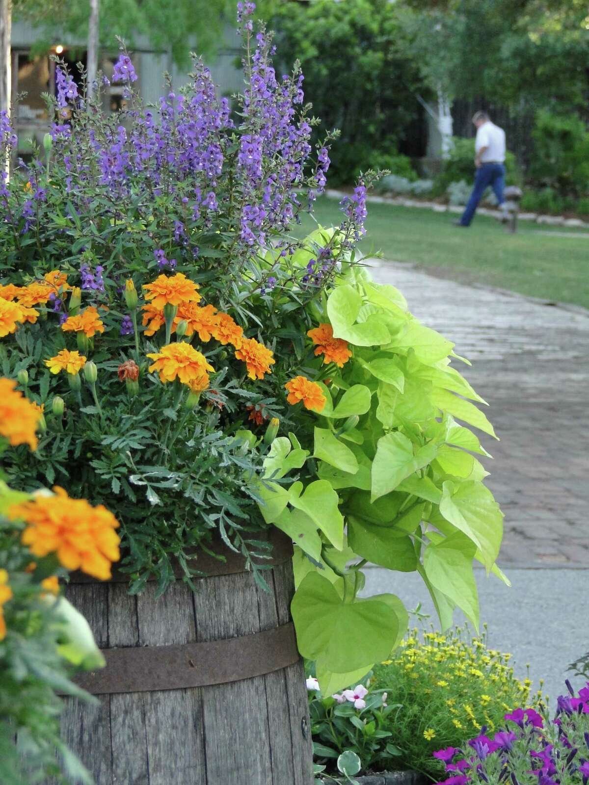 Sweet potato vine's striking foliage accents fall baskets