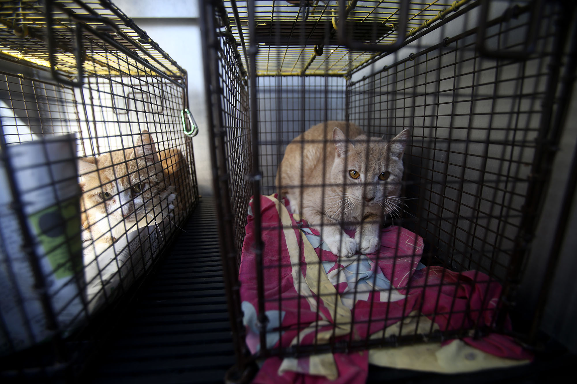 20 cats found cannibalizing in empty apartment on Northwest Side