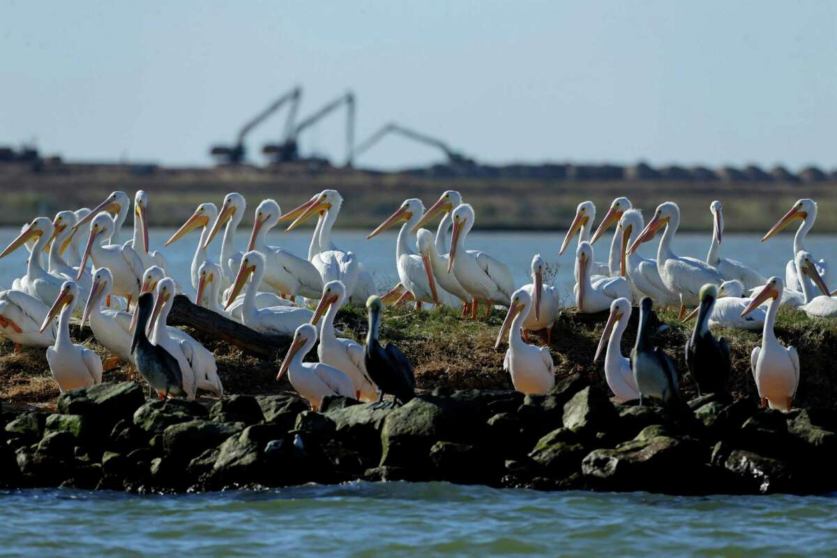 Ship Channel dredging credited for jobs, wildlife habitat
