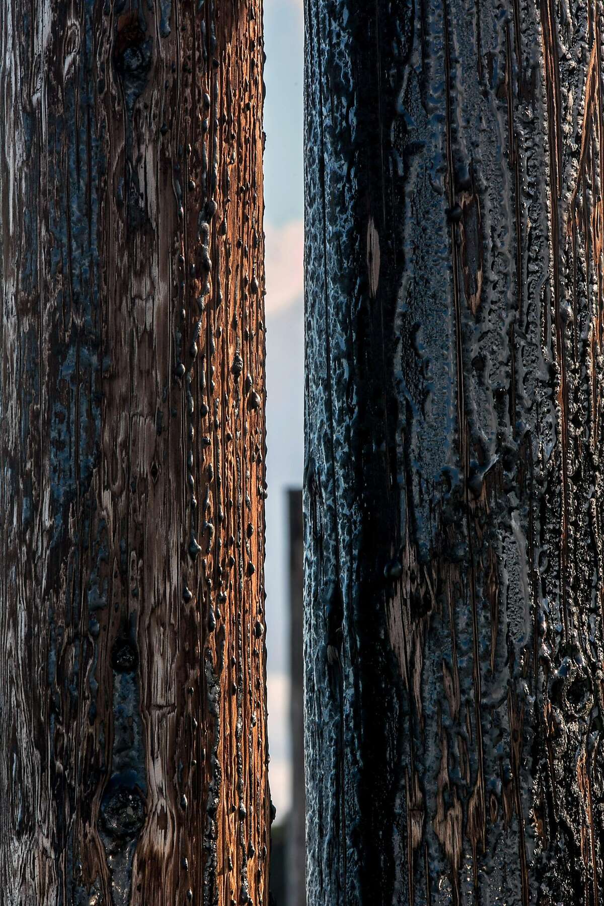 Pilings in bay imperil Pacific herring, ‘linchpin’ in food chain