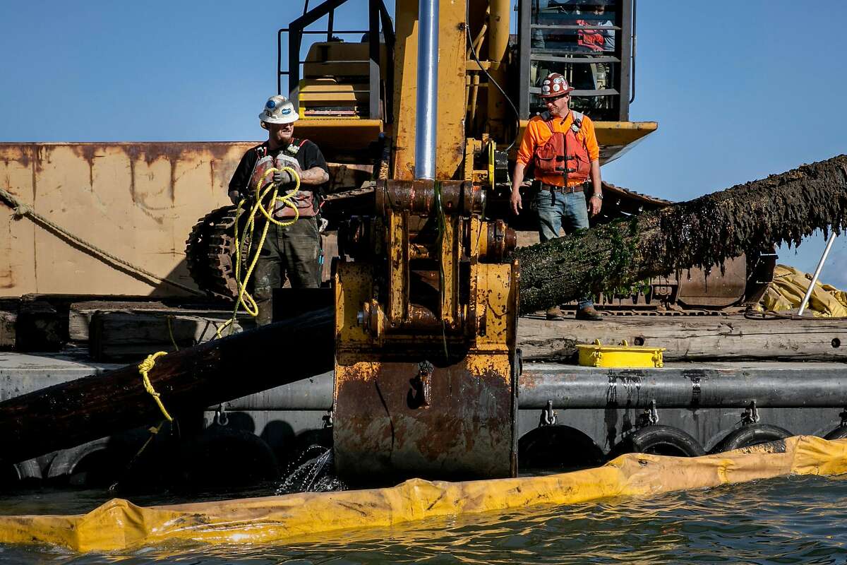 Pilings in bay imperil Pacific herring, ‘linchpin’ in food chain