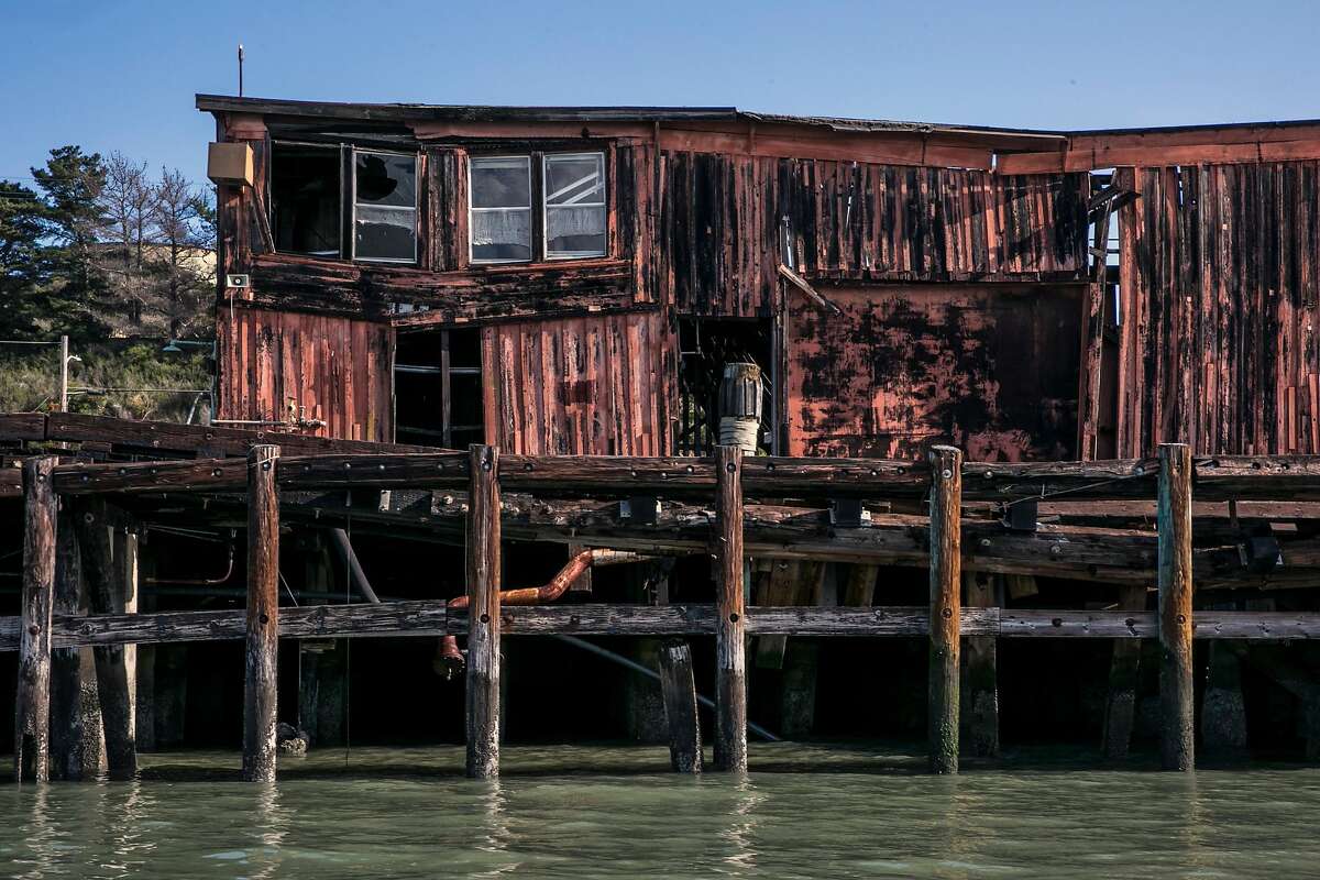 Pilings in bay imperil Pacific herring, ‘linchpin’ in food chain