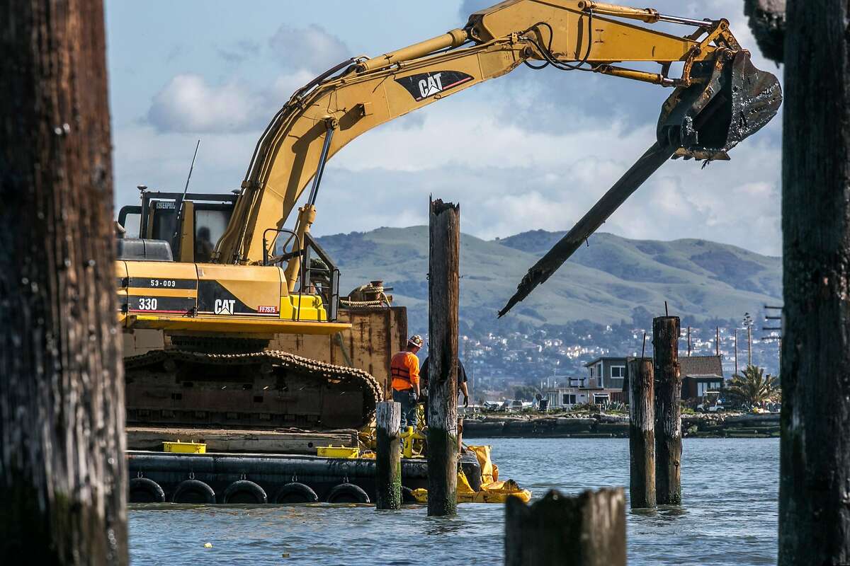 Pilings in bay imperil Pacific herring, ‘linchpin’ in food chain