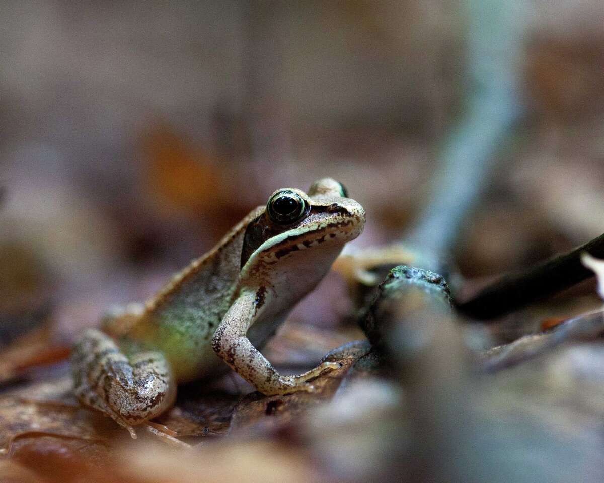 Study: Road salt skews future frog, amphibian generations