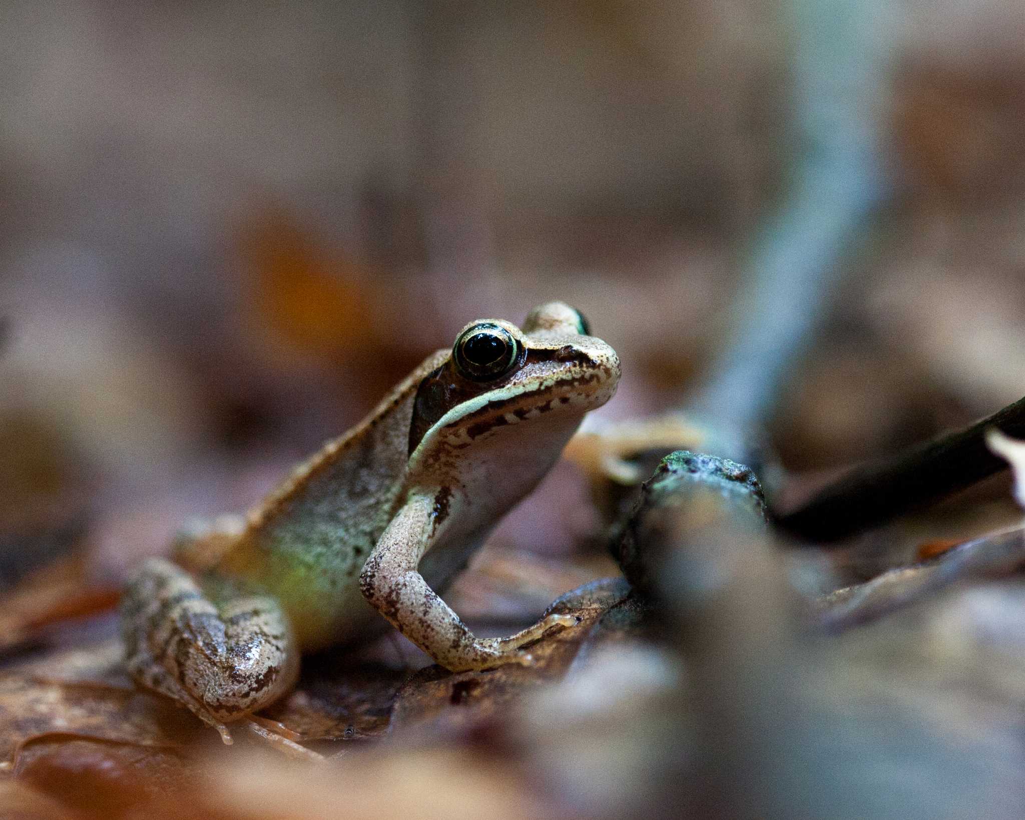Study: Road salt skews future frog, amphibian generations