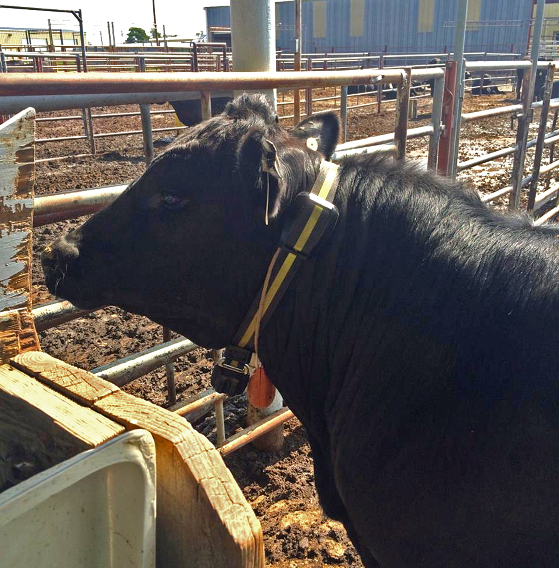 Size matters when it comes to cattle forages