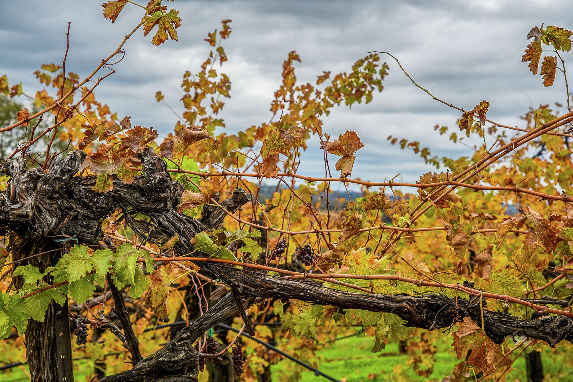 Fall Foliage peaks in San Francisco Bay Area